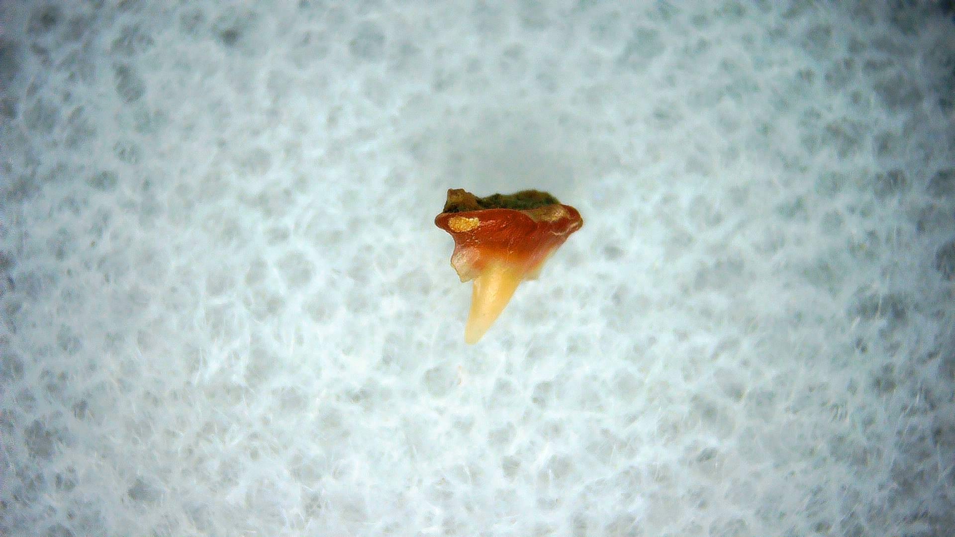 Heterodontus Extinct Shark Tooth Fossils for Sale