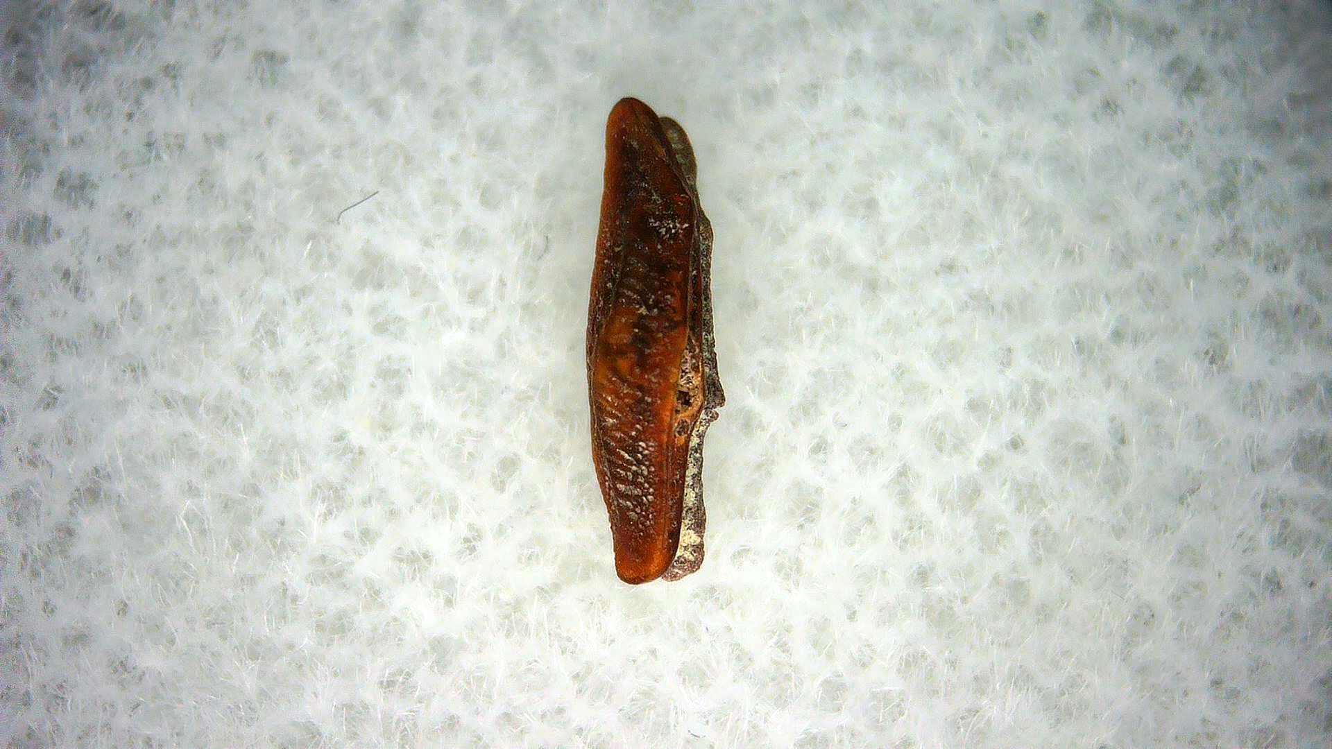 Heterodontus Extinct Shark Tooth Fossils for Sale