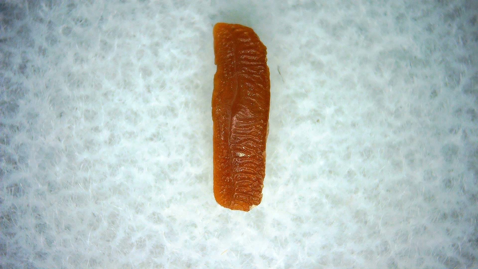 Heterodontus Extinct Shark Tooth Fossils for Sale