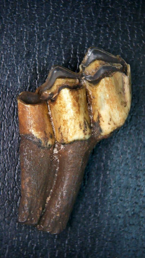 Palaeolama Extinct Camelid Tooth from Florida