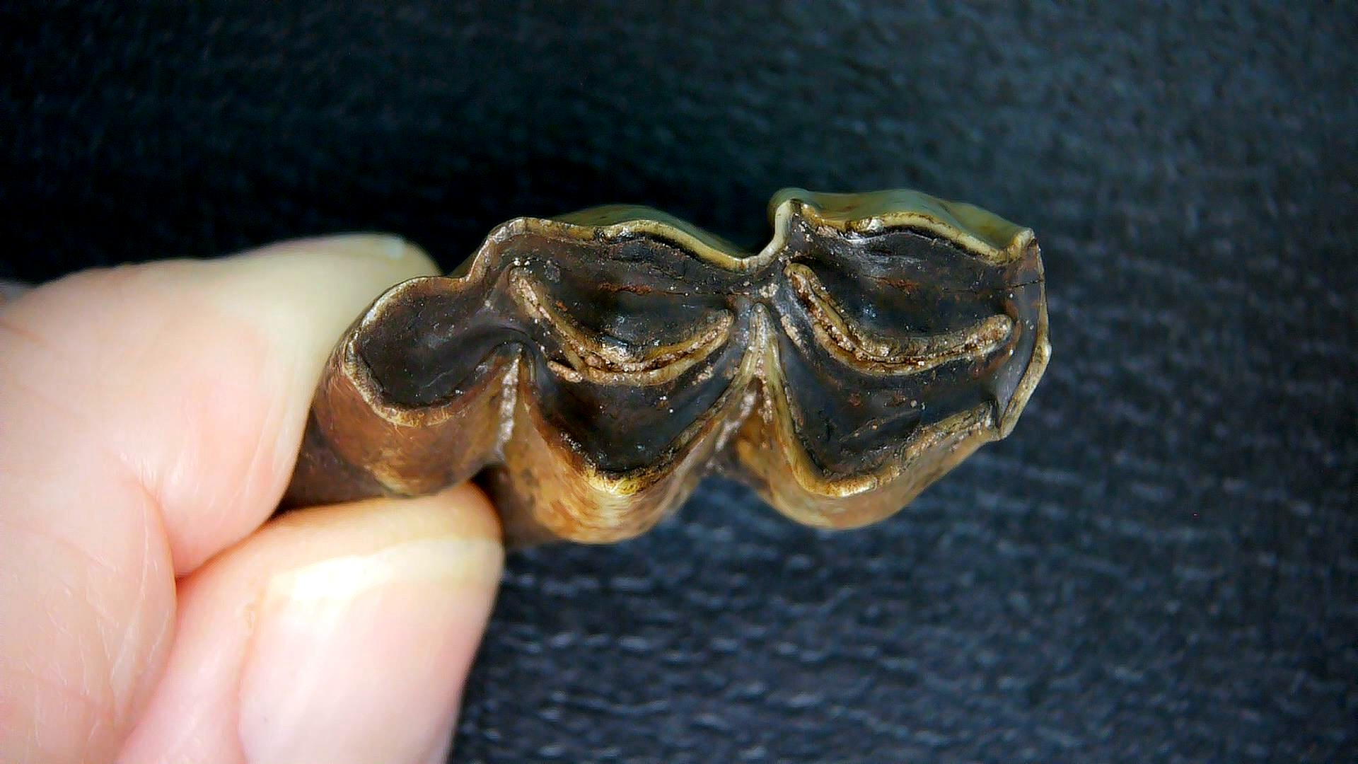 Palaeolama Extinct Camelid Tooth from Florida