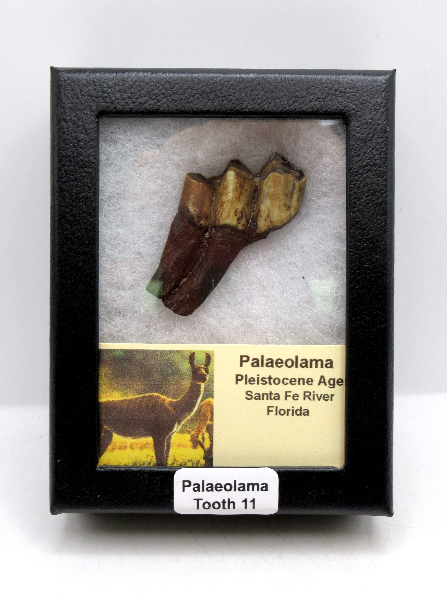 Palaeolama Extinct Camelid Tooth from Florida