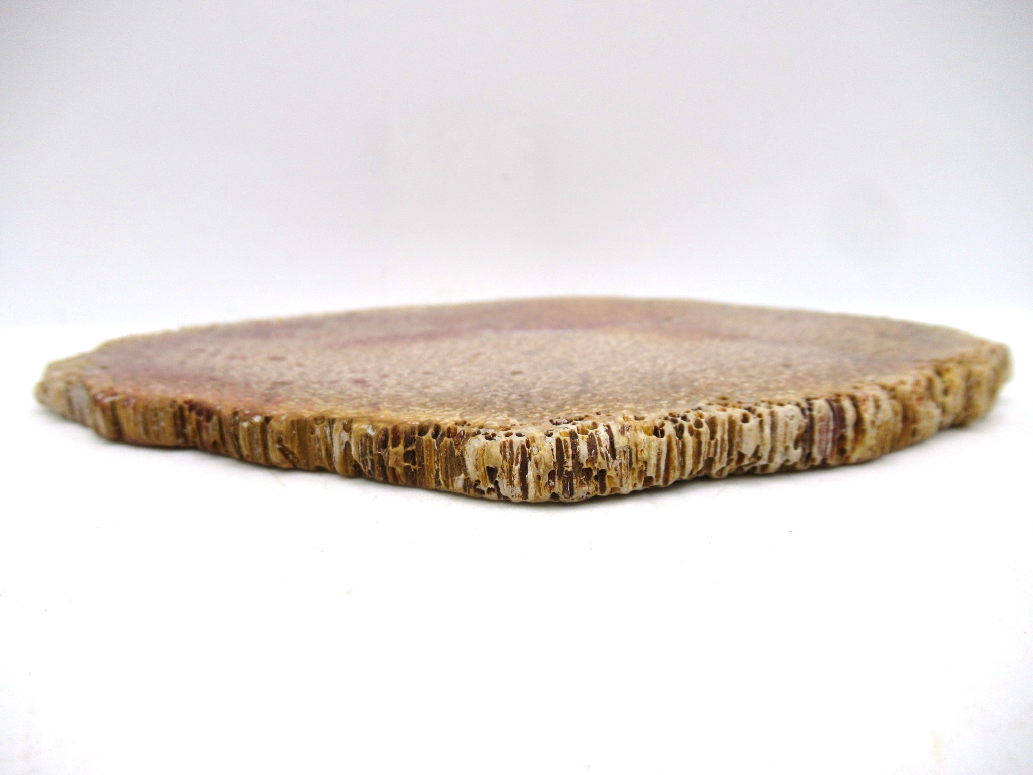 Petrified Palm Wood for Sale North Carolina