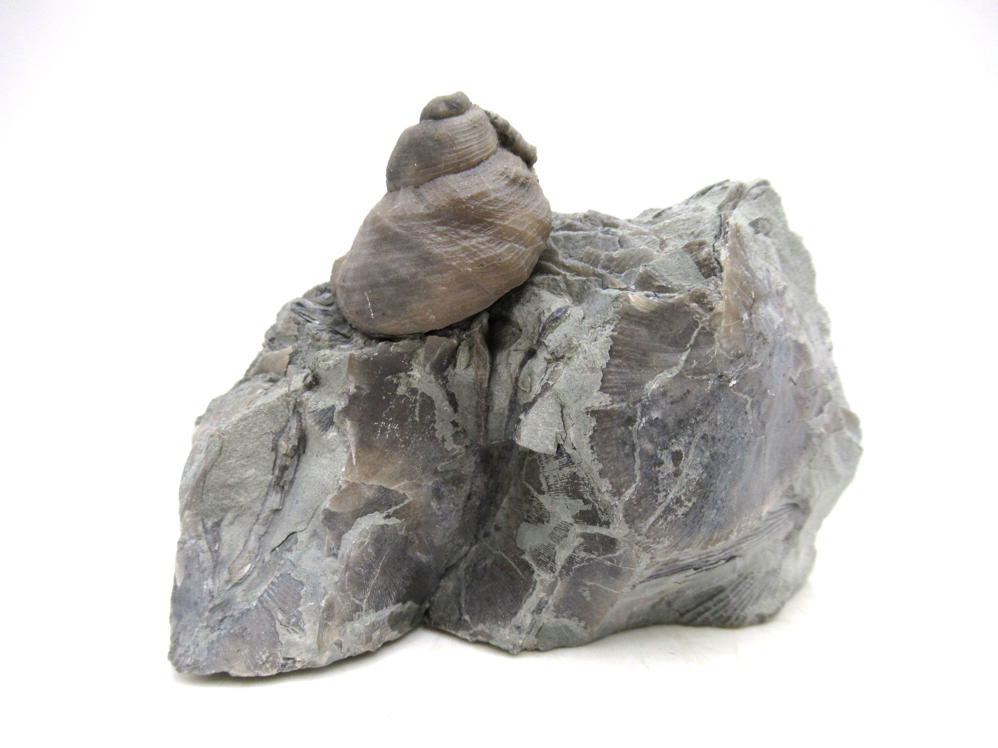 Cyclonemia bilix Ordovician Gastropod for Sale from Ohio