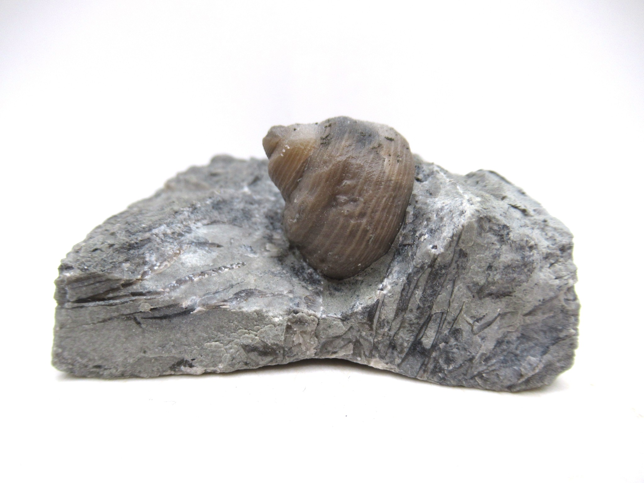 Cyclonemia bilix Ordovician Gastropod for Sale from Ohio