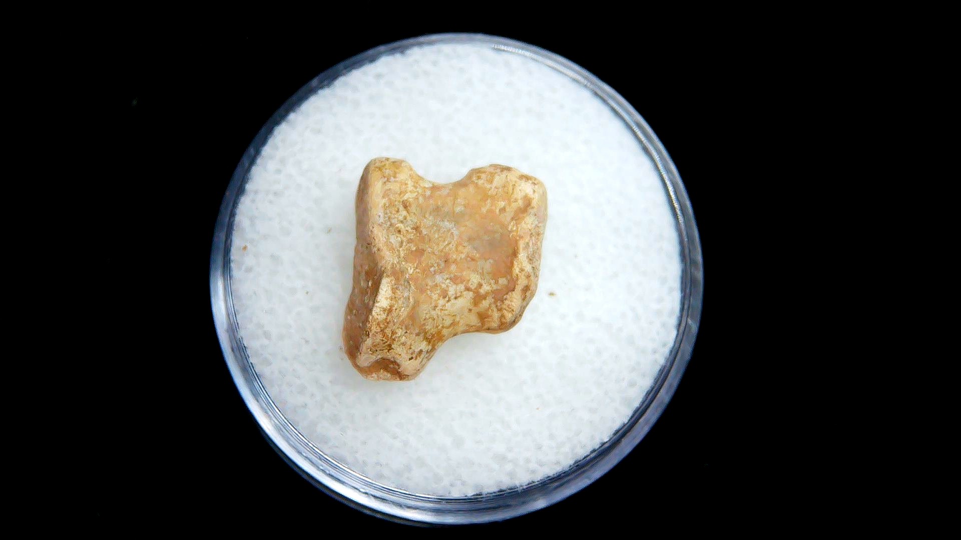 Edaphosaurus Permian Age Synapsid Bone for Sale from Texas