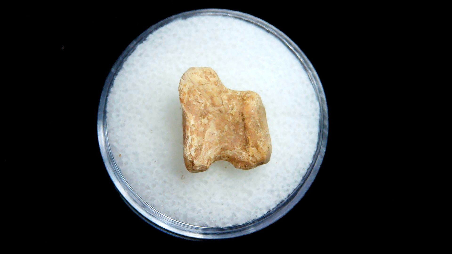 Edaphosaurus Permian Age Synapsid Bone for Sale from Texas