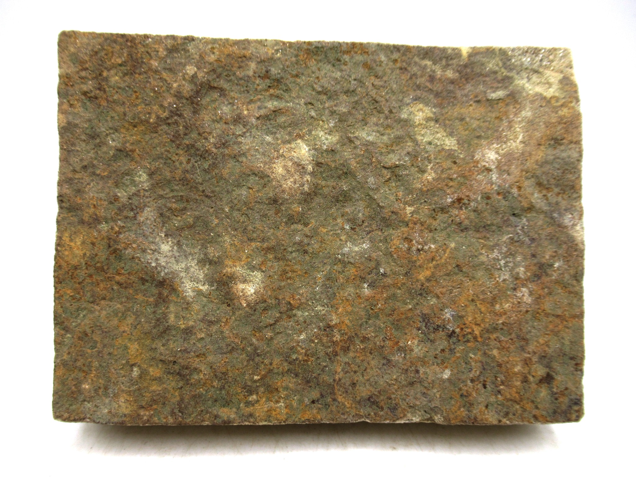 Nemiana simplex Precambrian Jellyfish from Ukraine