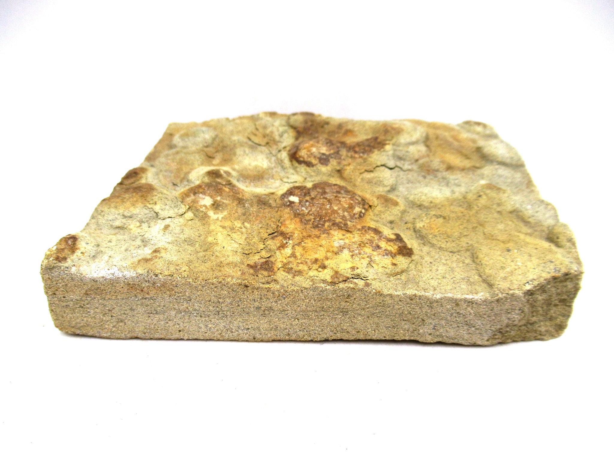 Nemiana simplex Precambrian Jellyfish from Ukraine