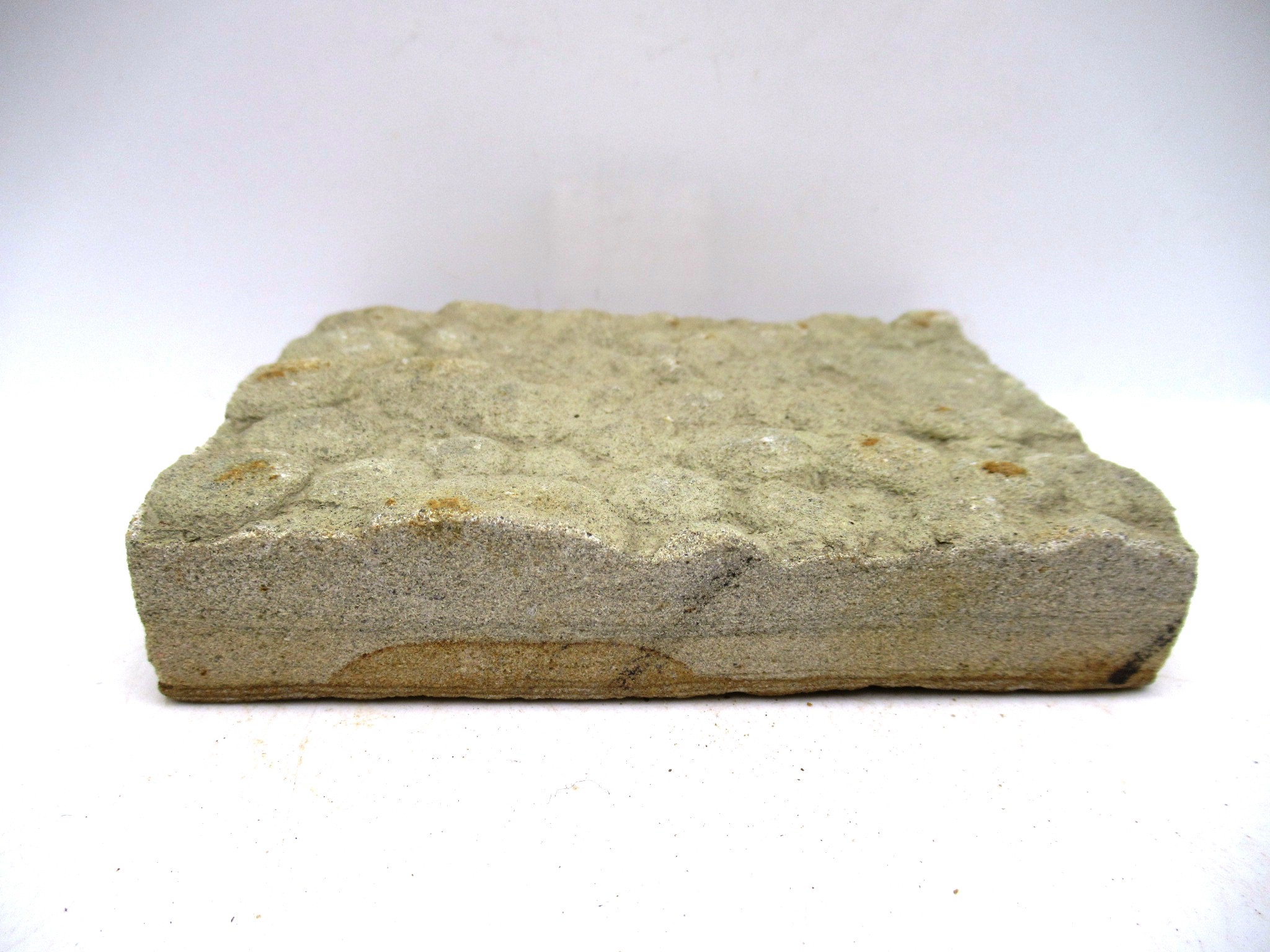 Nemiana simplex Precambrian Jellyfish from Ukraine