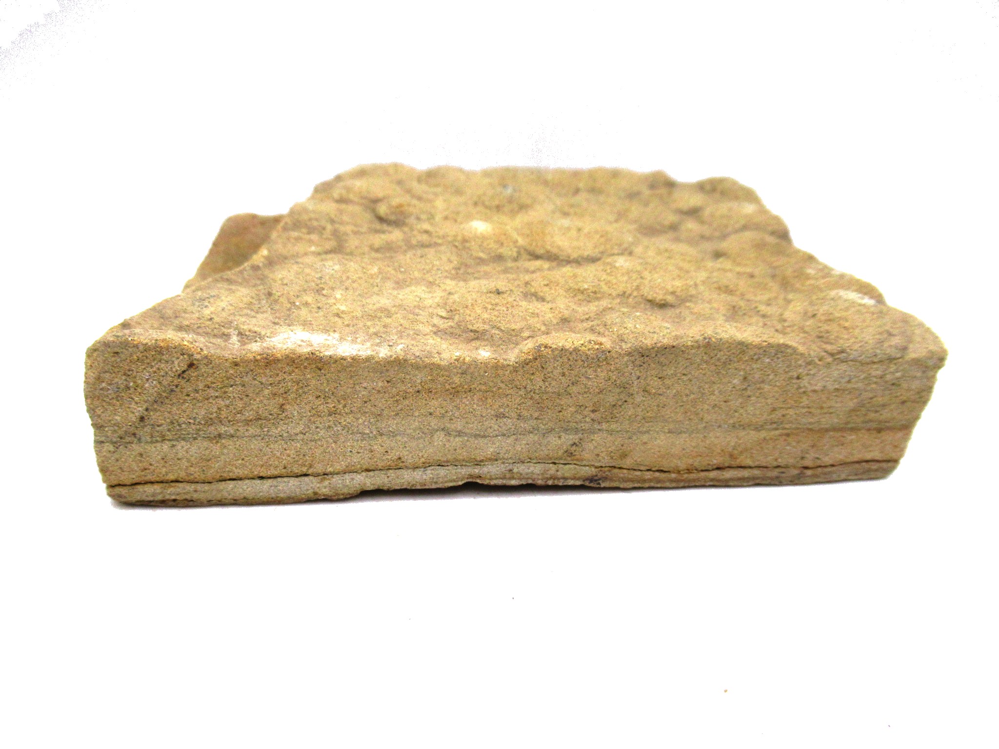 Nemiana simplex Precambrian Jellyfish from Ukraine