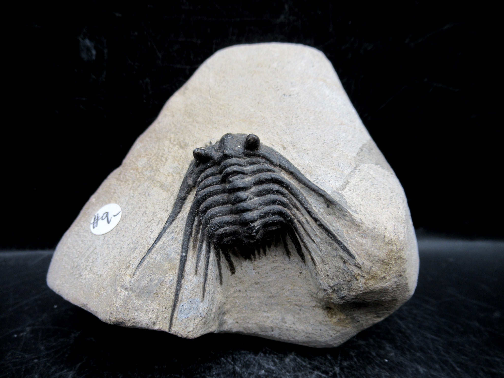 Leonaspis sp. Devonian Morocco Trilobite Fossil for Sale