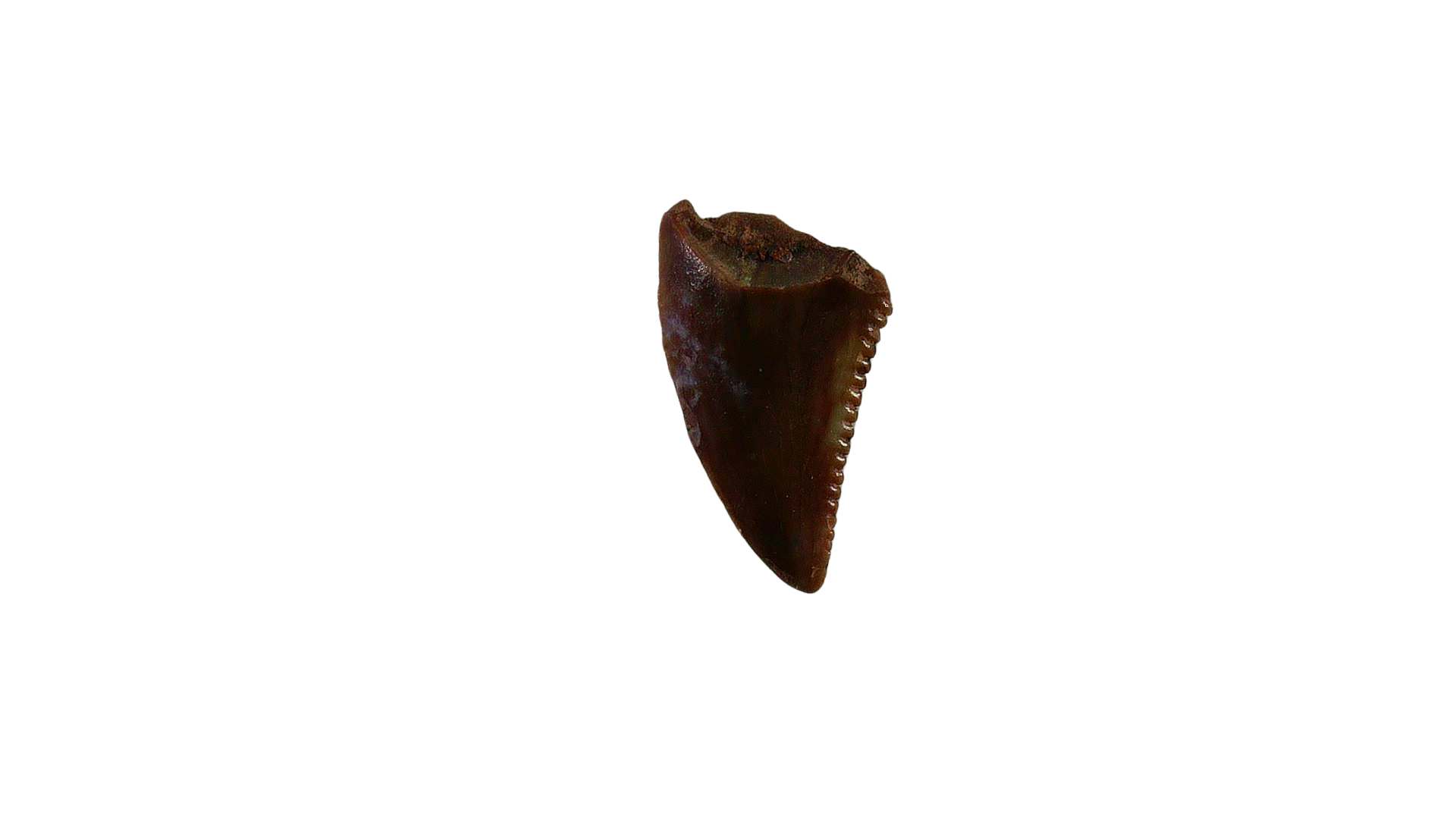 Coelophysis Triassic Dinosaur Tooth for Sale